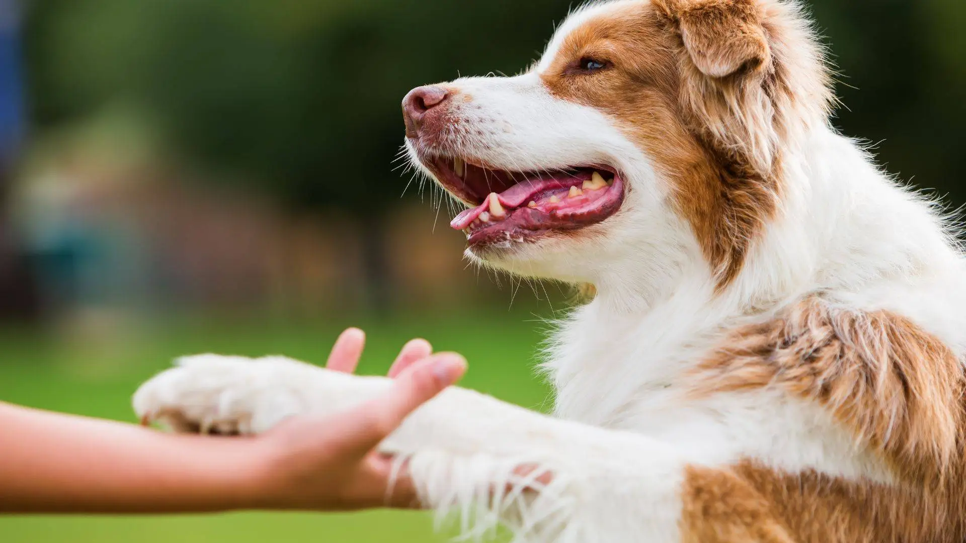 Vers une relation plus équilibrée et heureuse avec votre chien