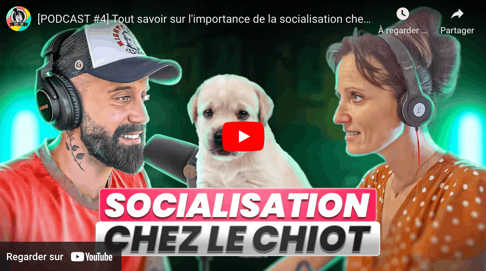 Tout savoir sur l'importance de la socialisation chez le chiot 🎙🐾 ...