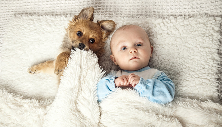 Bébé débarque ? 9 mois pour aider ton chien à devenir un super grand ...